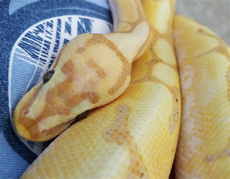 Snakes And Mites Long Tail Reptiles