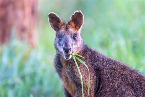 Apollo Bay Dusk Discovery Great Ocean Road Wildlife Tour Travel Buddies