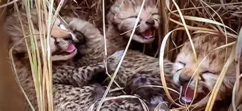 Cheetah Gamini Gives Birth To 5 Cubs At Mps Kuno National Park Big