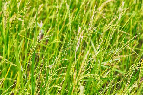 紧闭稻谷种植场的菲利平斯高清图片下载 正版图片507388125 摄图网