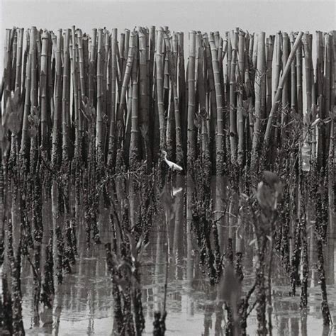 Stream Swamp Signals By Spiral Wood Listen Online For Free On SoundCloud