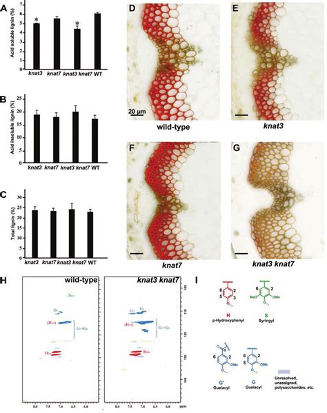 Lignin Content And Mäule Staining Of Wt Knat3 Knat7 And Knat3 Knat7