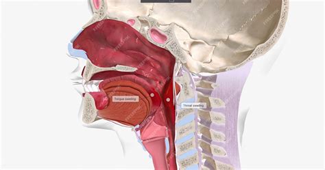 Anaphylaxis Swelling