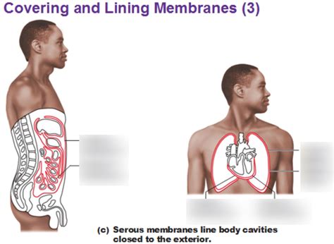 Serous Membrane Location