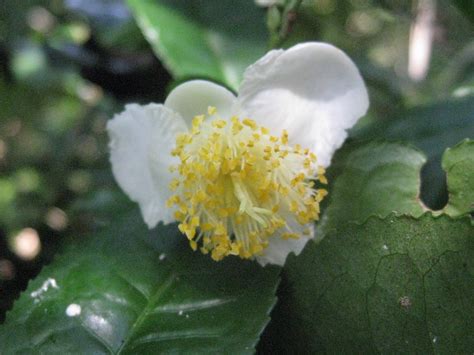 香貫山の植物 チャ 健やかウォーキング