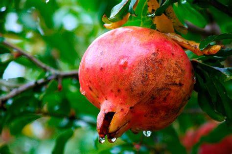 Pulasan Penang Tropical Fruit Farm