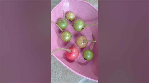 Aratilis Fruit Prutas Shorts Youtube