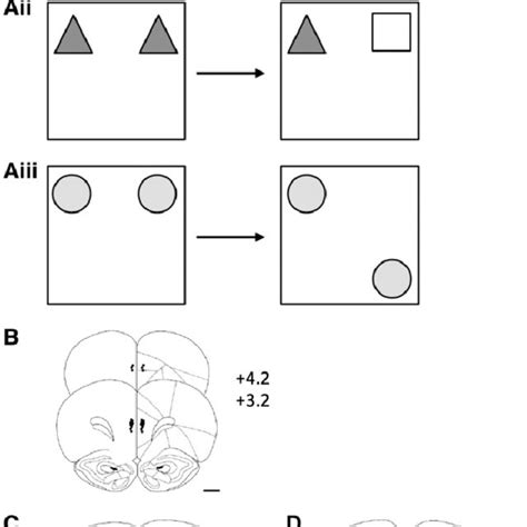 Diagram Of The Three Object Recognition Memory Tasks And Of The