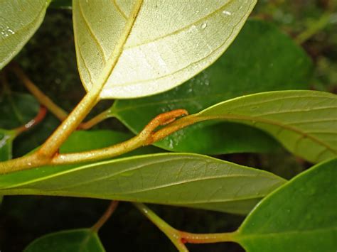 Litsea Lauraceae