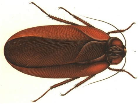 15 Creepily Amazing Cockroach Facts Always Learning