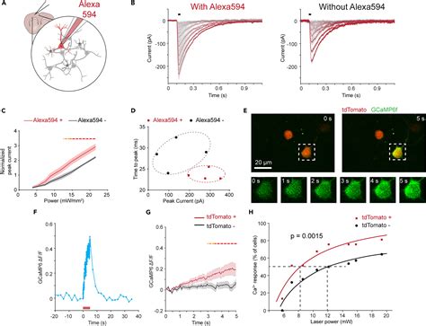 Single Cell In Vivo Optogenetic Stimulation By Two Photon Excitation