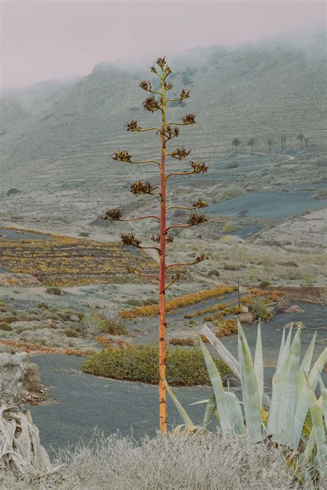 Between Reality And Fiction Letizia Le Fur Creates Powerful