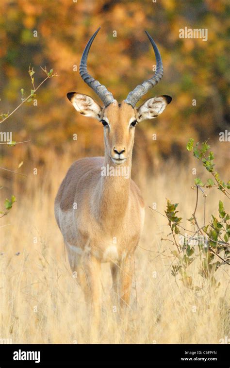 South African Antelope Species