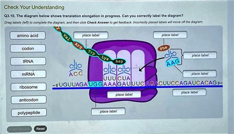 Solved Check Your Understanding Q310 The Diagram Below Shows