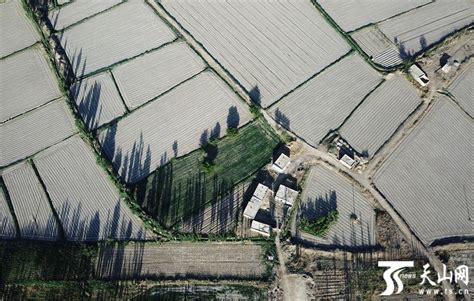 【高清组图】新疆棉花播种已全部结束 天山网 新疆新闻门户