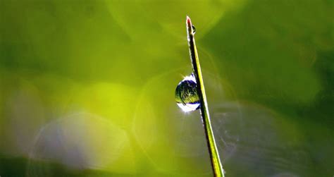 Kostenlose Bild Tau Wasser Pflanze Reflexion Wasser Nass Gras