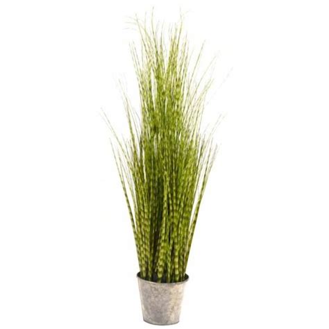 Zebra Grass Plant 90 Cm