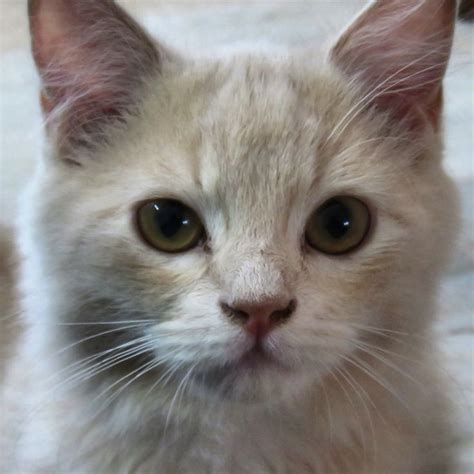 An Evil Kitten ️ Cats Cats And Kittens Kittens