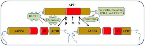 Amyloid Beta Modulators And Neuroprotection In Alzheimers Disease A