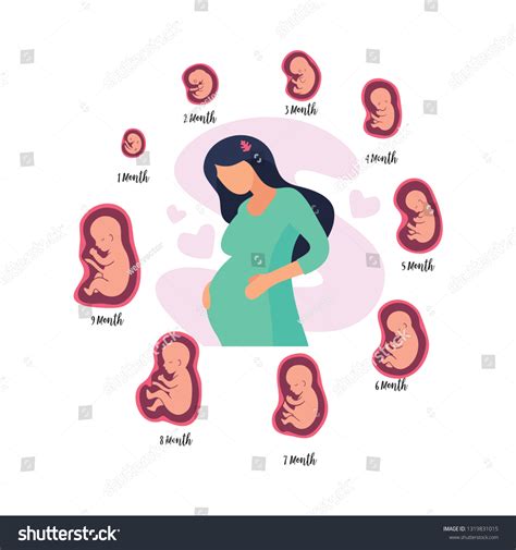 Vektor Stok Stages Pregnancy Fetal Development Schematic Embryo Tanpa