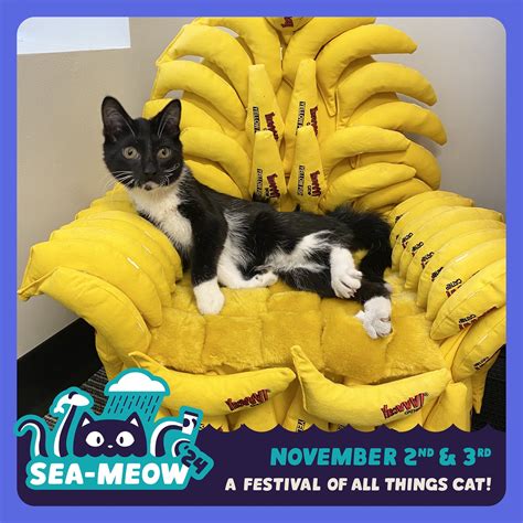 Yeo Catnip Yeocatnip • Instagram Photos And Videos