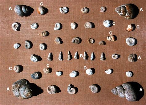 Fossils That Look Like Snails At Timothy Christensen Blog