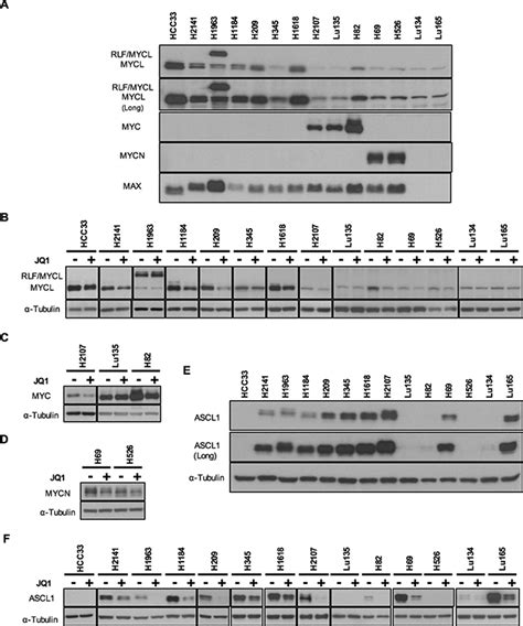 Mycl Is A Target Of A Bet Bromodomain Inhibitor Jq1 On Growth