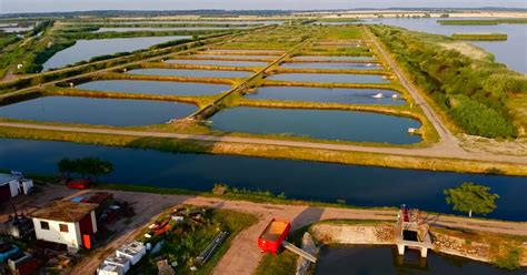 Ribnjak Bečej Šta Videti U Bečeju Gde Putovati