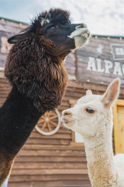 Cute Portrait Of Two Alpacas Adult And Small Alpacas Stock Image Image Of Portrait Horn