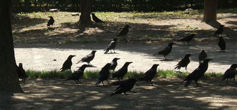 What Is A Group Of Crows Called And The Story Behind It