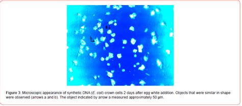 Microscopic Appearance Of Monolaurin Treated Synthetic Dna E Coli