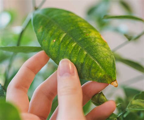 Why Are My Lemon Tree Leaves Turning Yellow Homes And Gardens