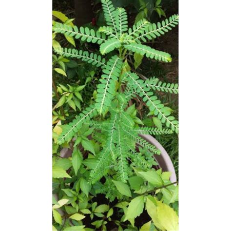 Sampa Sampalukan Live Plant Seedlings Shopee Philippines