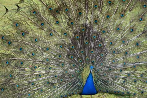 Paon Images – Browse 3,181 Stock Photos, Vectors, and Video | Adobe Stock