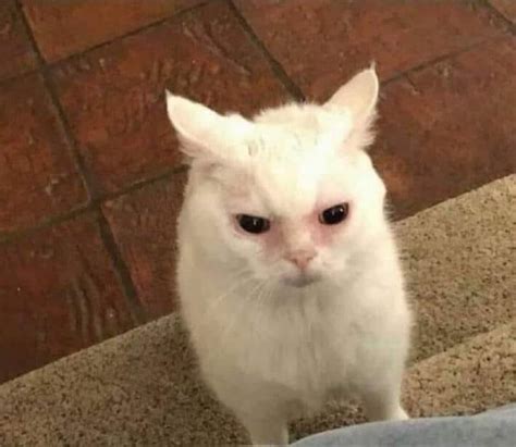 Pupex Photos And Videos From Onlyfans Honey Affair