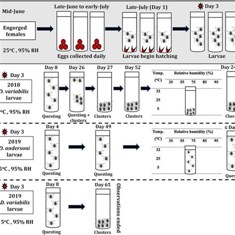 Representative Image Of The Activity Of Dermacentor Variabilis And Download Scientific Diagram