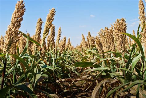 Sorghum Ascends To Hot Grain Status