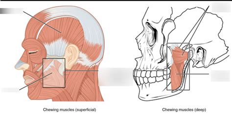 Face And Tmj Muscles Diagram Quizlet