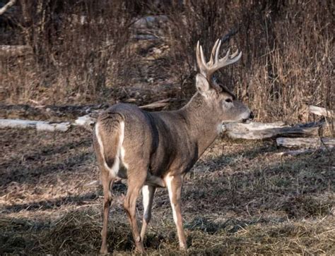 Should You Shoot A 35 Year Old Buck Big Deer