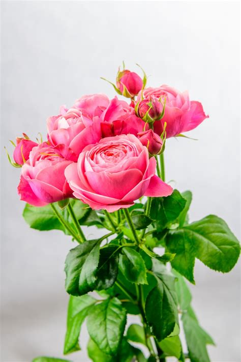 Silva Pink / Каталог продукции / Флористический центр «Горкунов ...