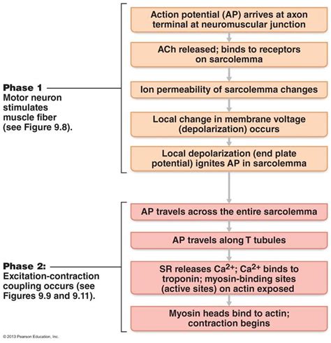 Neuromuscular Junction Steps Diagram