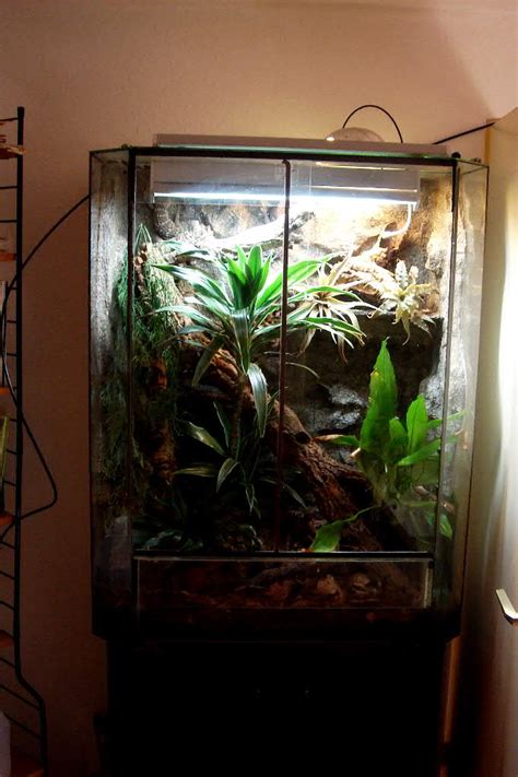 The Gecko Zone The Tokay Gecko