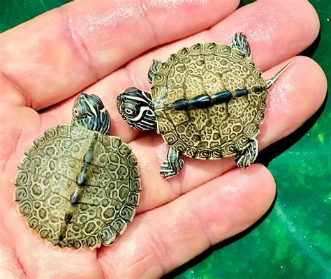 Calico Map Turtles For Sale The Turtle Source