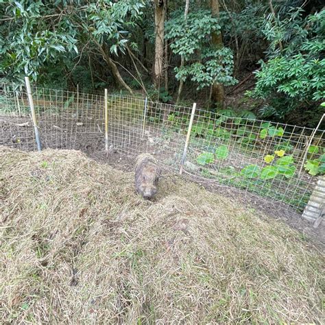 東村立山と水の生活博物館 草刈り隊の方々からコンスケたちにバレンタインの敷草をいただきました💝 まだ夜は冷え込むのでとてもありがたいです