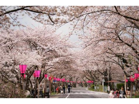 金比羅山瀬戸川 桜まつりアクセスイベント情報 じゃらんnet