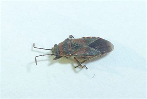 Elm Seed Bugs Are Back Barrier Pest Control