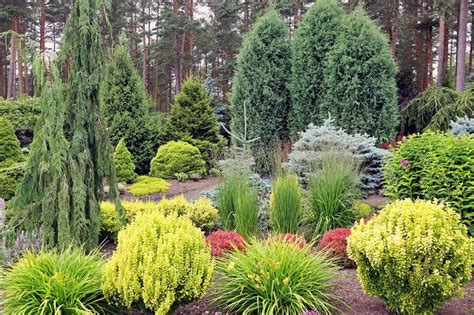 Conifères pour jardins Économisez Achetez rapidement et facilement