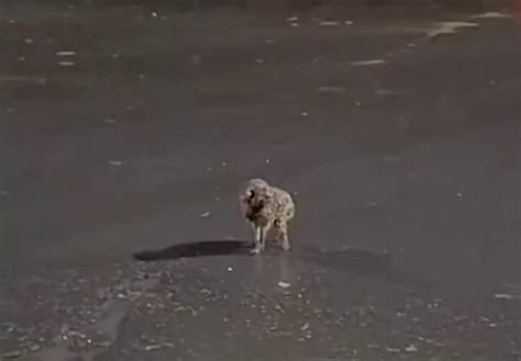 Cachorro desabrigado nas enchentes do Rio Grande do Sul é resgatado na estrada tremendo de frio