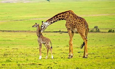 Male Vs Female Giraffes 4 Key Differences A Z Animals