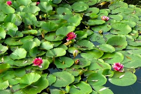 Wirtualny atlas roślin Grzybienie białe Nymphaea alba